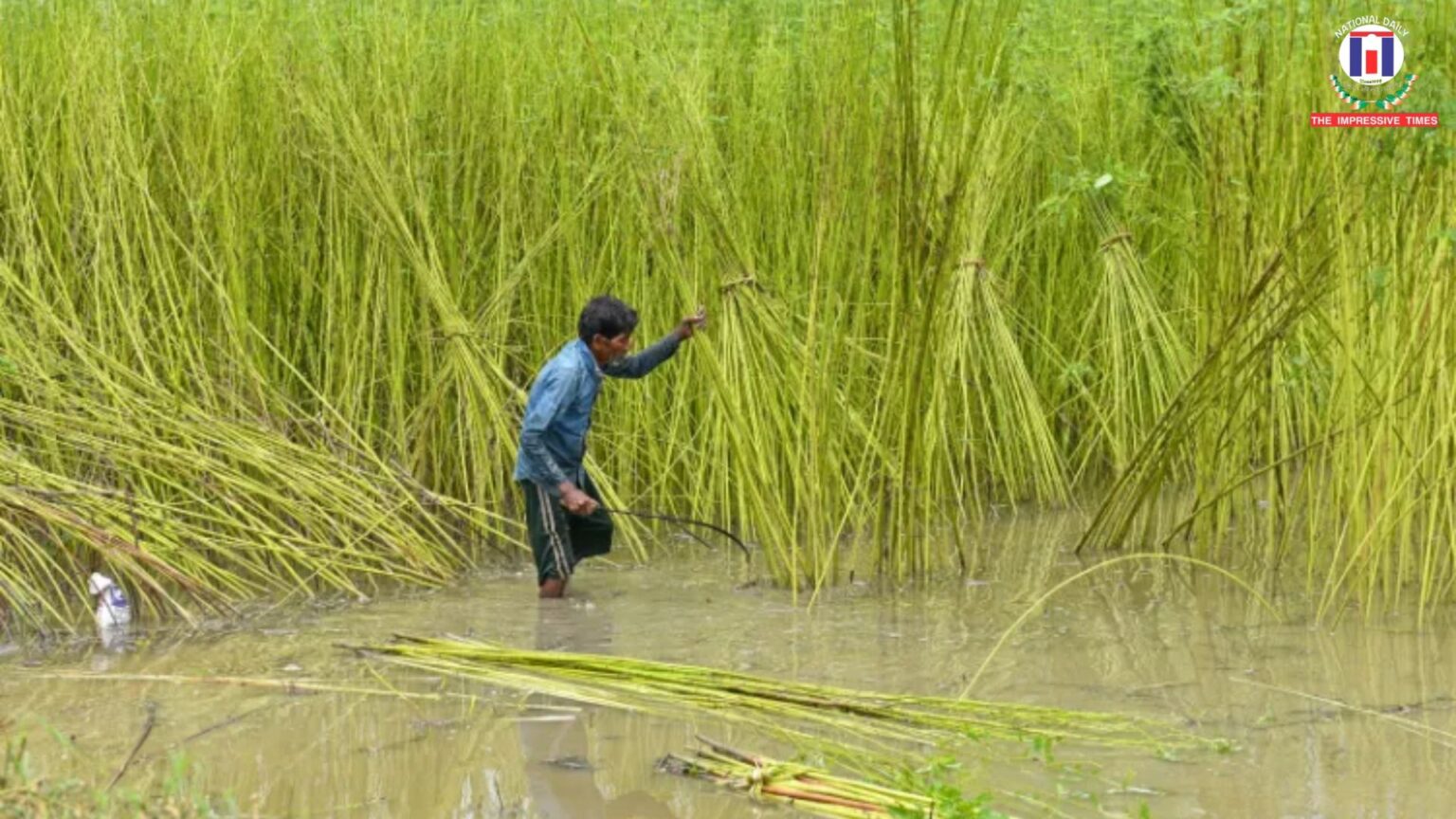 Centre Raises MSP for Raw Jute to ₹5,925 per Quintal for 2026-27 Season ...
